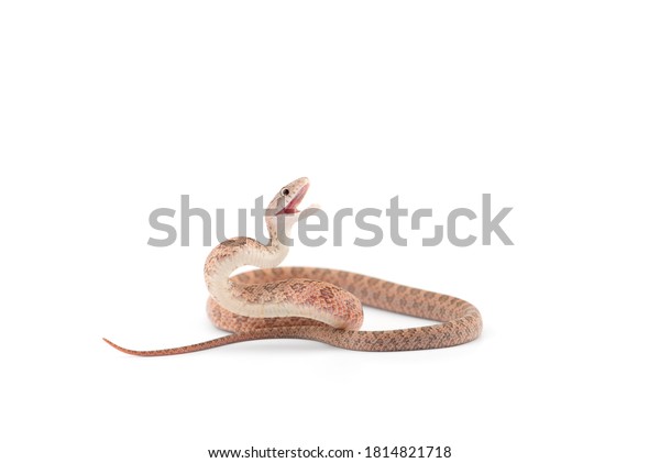 Aggressive Rat Snake Attack Pose Isolated Stock Photo (Edit Now) 1814821718