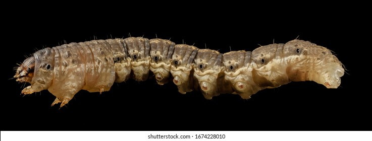 Cutworms Images, Stock Photos & Vectors | Shutterstock