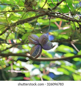 Akebi Stock Photo 326096783 | Shutterstock