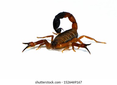 Alacran Images, Stock Photos & Vectors | Shutterstock