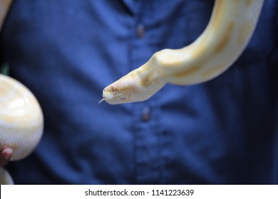 Belly Dancer Handling Albino Burmese Python Foto de stock 733076068 ...