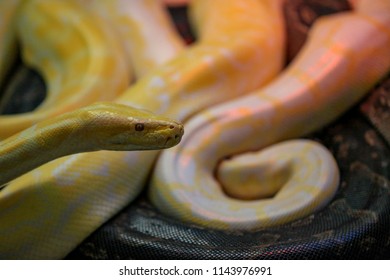 Albino Burmese Python Stock Photo 1143976991 | Shutterstock