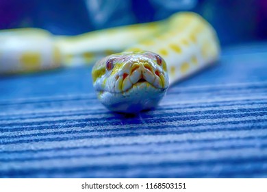 Albino Burmese Python Curled Pet Tame Stock Photo 1168503151 | Shutterstock