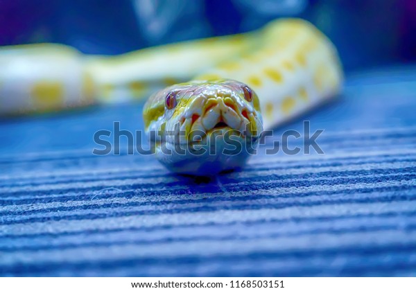 Albino Burmese Python Curled Pet Tame Stock Photo 1168503151 | Shutterstock