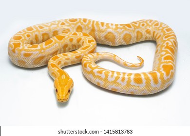 903 Albino Burmese Pythons Images, Stock Photos & Vectors | Shutterstock