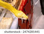 Albino Burmese Python slithering image - Free stock photo - Public ...