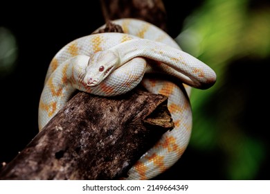 Albino Carpet Python On Branch Wild Stock Photo 2149664349 | Shutterstock