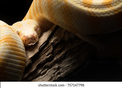 Albino Darwin Carpet Python Yellow White Stock Photo 757147798 ...