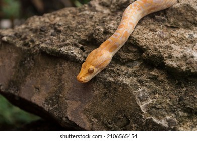 1,475 Molurus Python Images, Stock Photos & Vectors | Shutterstock