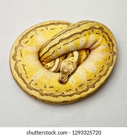 Albino Piebald Ball Python Stock Photo 1293325720 | Shutterstock