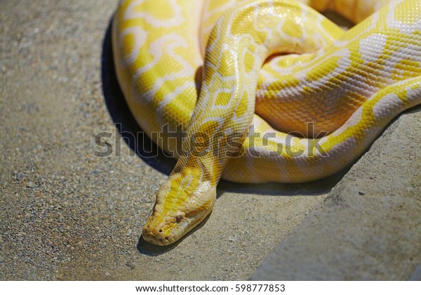 Albino Python Snake Terrarium Stock Photo 598777853 | Shutterstock