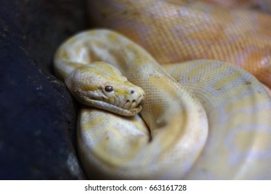 Albino Reticulated Python Python Reticulatus Malayopython Stock Photo ...