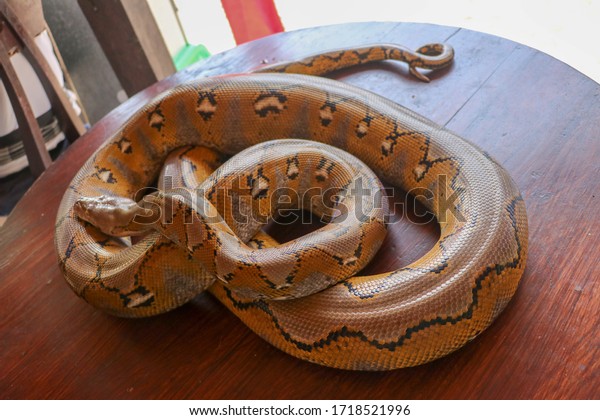 Albino Reticulated Python Python Snake Yellow Stock Photo 1718521996 ...