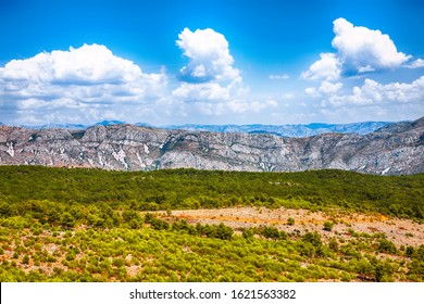 Aleppo Pine Tree Pinus Halepensis Forest Stock Photo 1621563382 ...