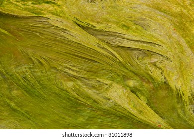 291 String algae Images, Stock Photos & Vectors | Shutterstock