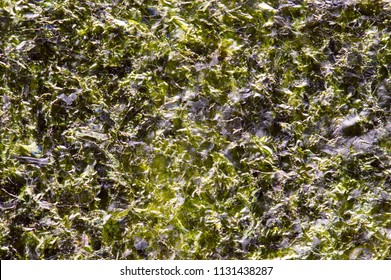 Algae Background Texture Stock Photo 1131438287 | Shutterstock
