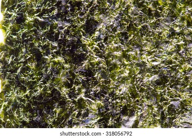 Algae Background Texture Stock Photo (Edit Now) 316246349