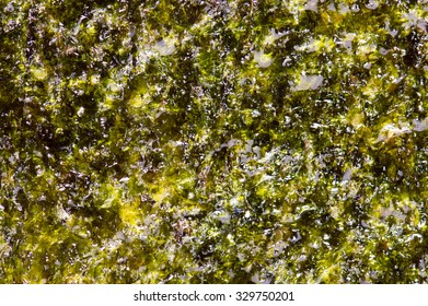 Algae Background Texture Stock Photo 268407230 | Shutterstock