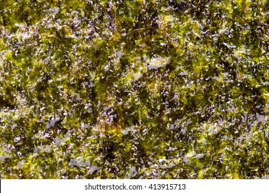 Algae Background Texture Stock Photo 413915713 | Shutterstock