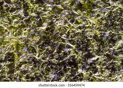 Algae Background Texture Stock Photo 543089770 | Shutterstock