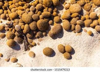 870 Ocean algae ball Images, Stock Photos & Vectors | Shutterstock