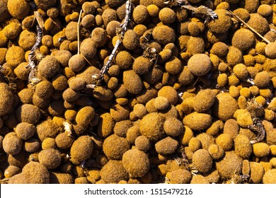 Algae Balls On Beach Stock Photo (Edit Now) 1515479216 | Shutterstock