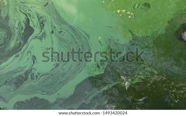 Algae Bloom Polluted Green River Water Stock Photo 1493420024 ...