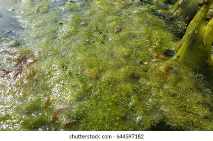 Algae Cladophora Stock Photo 644597182 | Shutterstock