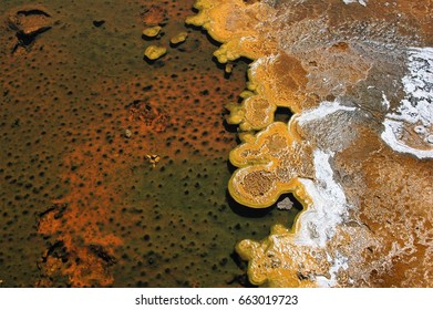 Algae Formations Edge Hot Spring Yellowstone Stock Photo (Edit Now ...