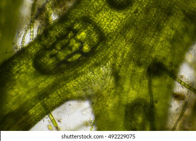 Algae Microscopic View Stock Photo 492229075 | Shutterstock