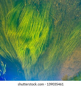 สาหร่ายทะเล 22,584 รายการ ภาพ ภาพสต็อกและเวกเตอร์ | Shutterstock