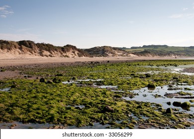 Algae On Beach Stock Photo 33056299 | Shutterstock