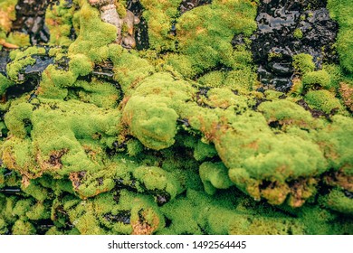 Algae On Stone Compound Wall Nature Stock Photo (Edit Now) 1492564445