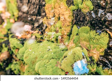 Algae On Stone Compound Wall Nature Stock Photo 1492564454 | Shutterstock