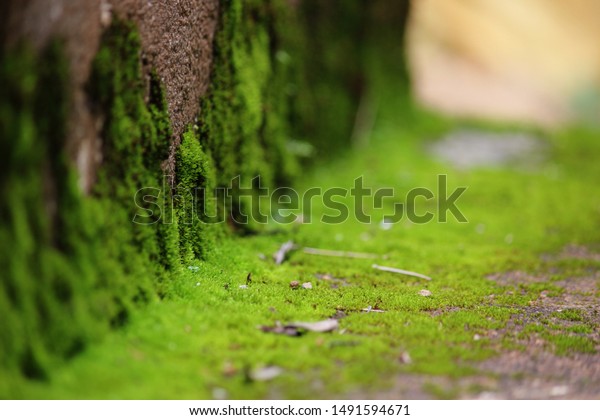 Algae On Stone Compound Wall Building Stock Photo 1491594671 | Shutterstock