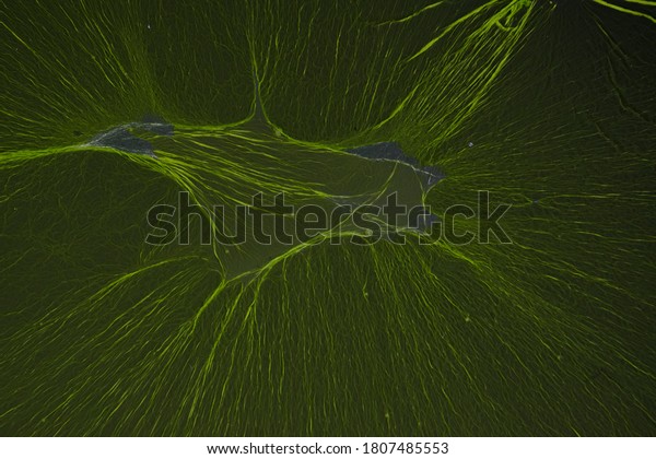 Algae On Water Surface Stock Photo 1807485553 | Shutterstock