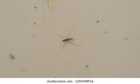 Algae Rice Fields Stock Photo 1294598914 | Shutterstock