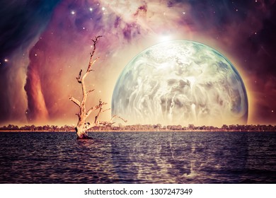 Alien Landscape Bare Tree Trunk Sea Stock Photo 1307247349 | Shutterstock