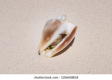 Alive Conch Inside Shell Stock Photo 1206458818 | Shutterstock