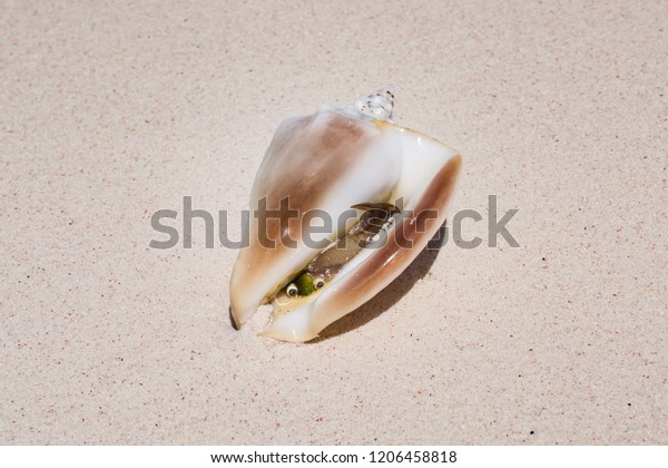 Alive Conch Inside Shell Stock Photo 1206458818 | Shutterstock