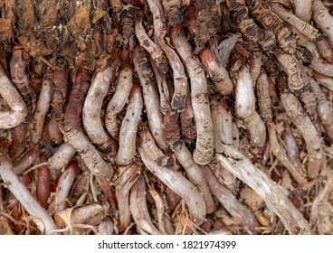 Alive Root Structure Trees Stock Photo 1821974399 | Shutterstock