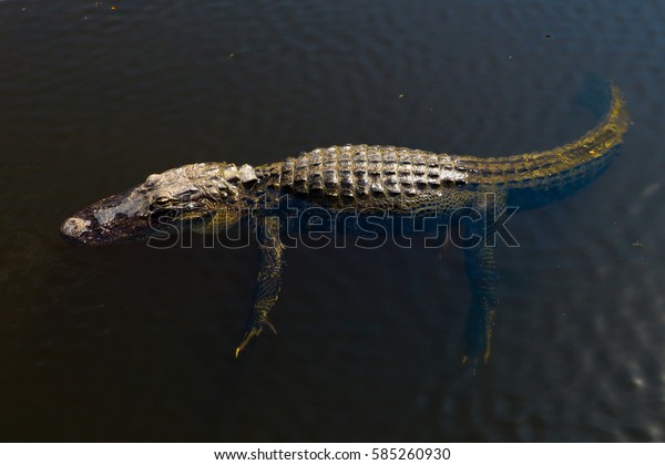 Alligator Floating Stock Photo (Edit Now) 585260930