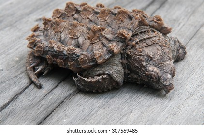 Alligator snapping turtle Images, Stock Photos & Vectors | Shutterstock