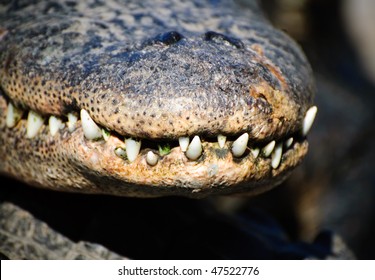 Alligators Teeth Stock Photo 47522776 | Shutterstock