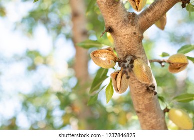871 Hulled Split Images, Stock Photos & Vectors | Shutterstock