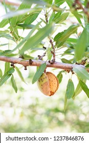 1,104 Split almonds Images, Stock Photos & Vectors | Shutterstock