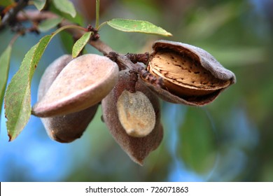 4,109 Almond tree autumn Images, Stock Photos & Vectors | Shutterstock