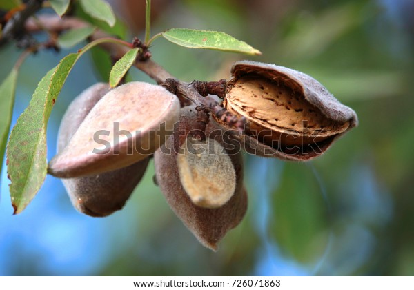 Almonds Their Shells Stock Photo 726071863 | Shutterstock