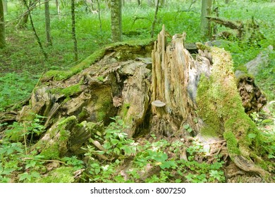 Almost Decomposed Tree Stump Moss Wrapped Stock Photo 8007250 ...