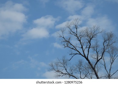 Alone Tree Stock Photo 1280975236 | Shutterstock